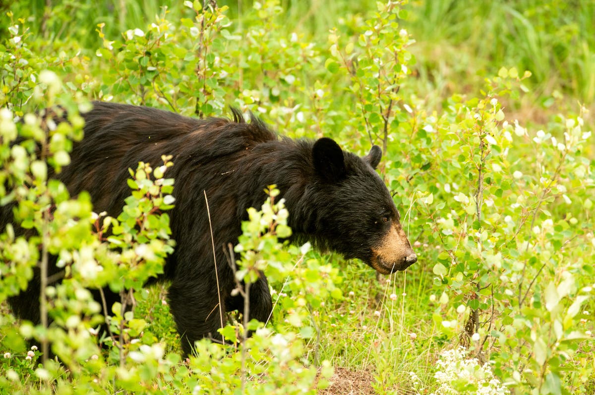 North Macedonia national park's rising bear population poses a threat ...