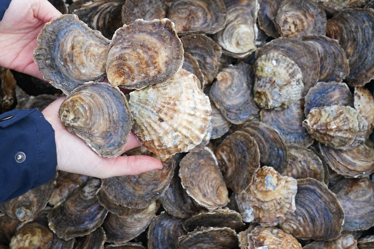 New reef created to home 10,000 wild oysters in North Sea | The Independent