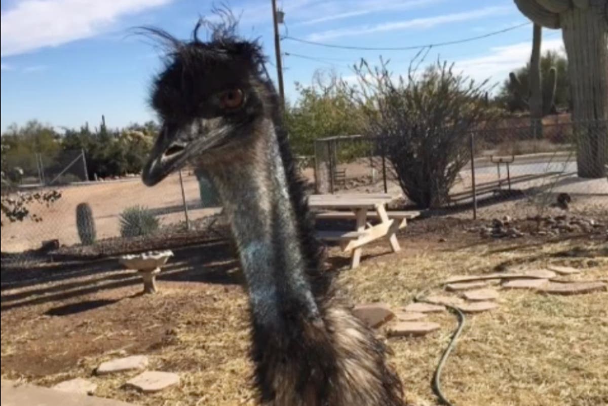 Woman mourns death of beloved pet emu named Richard after police tried ...