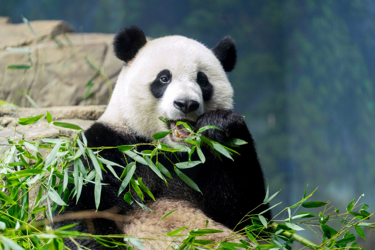 Panda Diplomacy: The departure of DC's beloved pandas may signal a ...