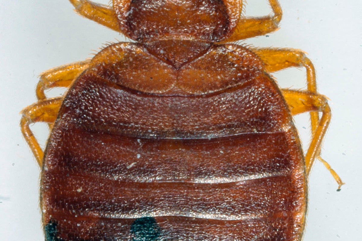 France is bitten by a fear of bedbugs as it prepares to host Summer ...
