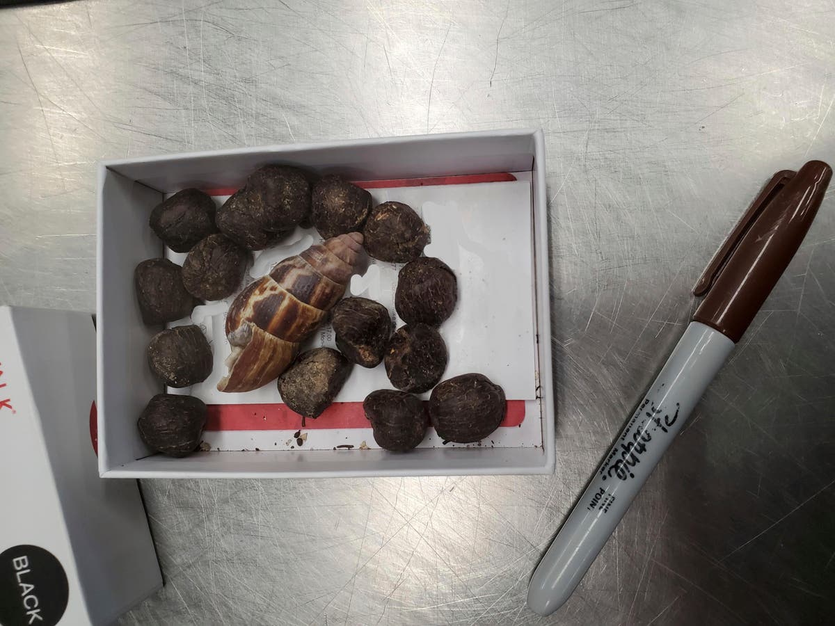 Giraffe poop seized at airport from passenger who had strange plans for ...