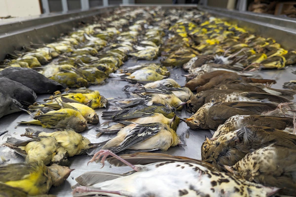Nearly 1,000 migrating songbirds perish after crashing into windows at ...