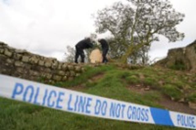 Sycamore Gap tree is finally lifted away after felling ‘prolonged its ...