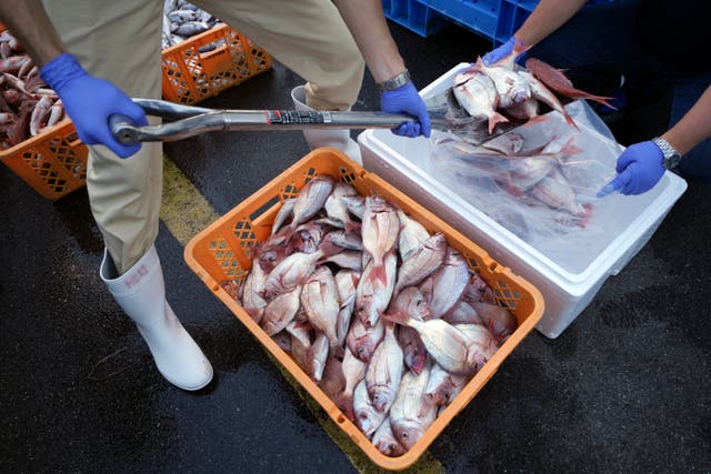 Fukushima fish tested for first time since nuclear plant water release ...