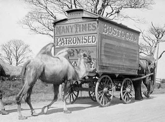 Kingswood elephant: The 130 year-old mystery of Britain’s buried ...