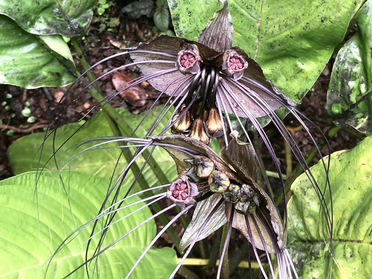 Spooky plants for Goth gardens | The Independent