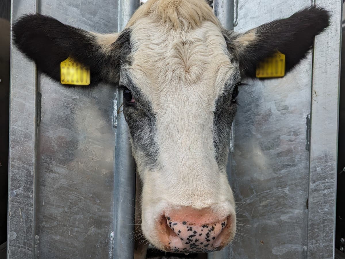 Two cows beheaded ‘to harvest black market meat’ in overnight attack on ...