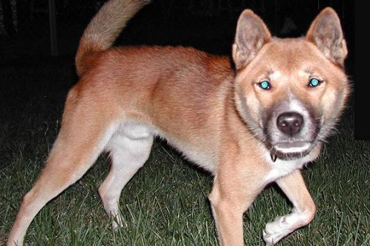 Researchers believe New Guinea singing dogs are still thriving in the ...