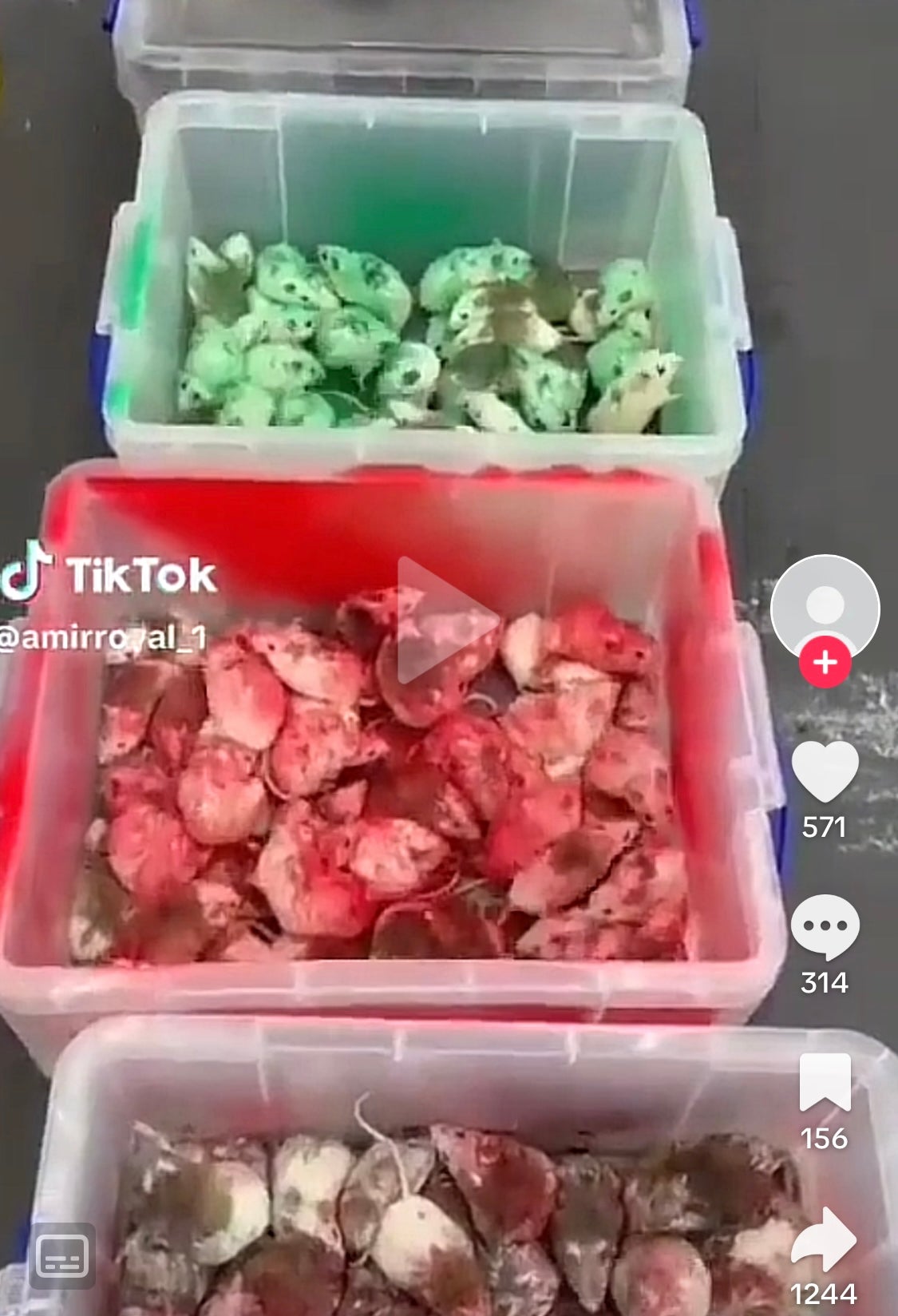 Investigation launched as pro-Palestine activist throws mice at ...