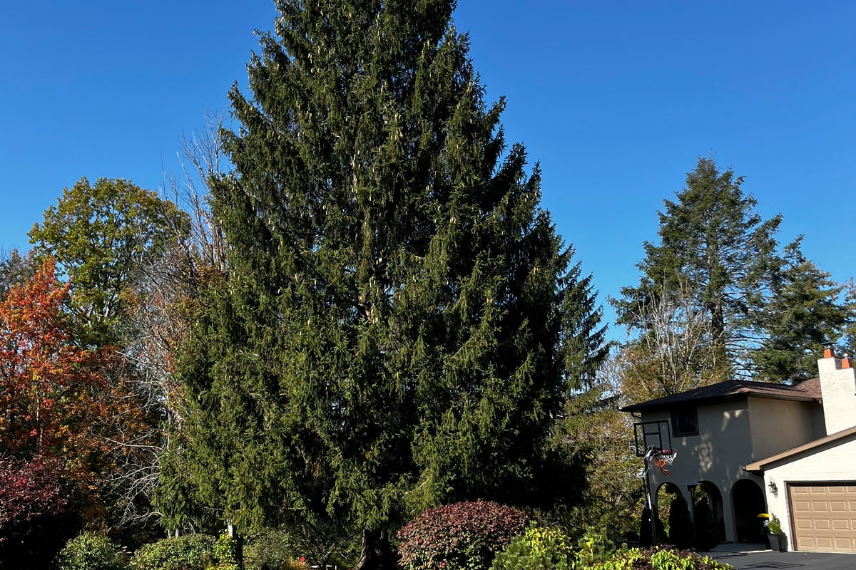 80-foot Norway spruce gets the nod as Rockefeller Center Christmas tree ...