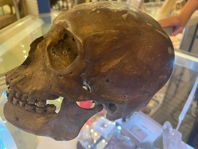 Mystery deepens after human skull discovered at Florida thrift store ...