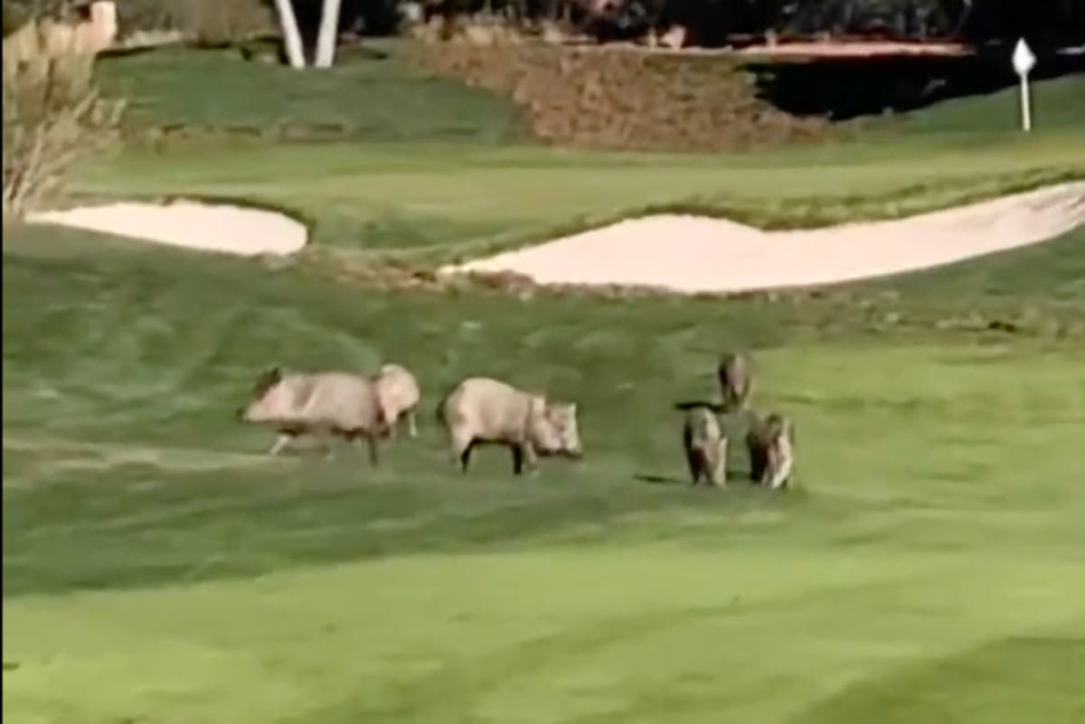 Herd of wild pigs keep tearing up Arizona golf course | The Independent