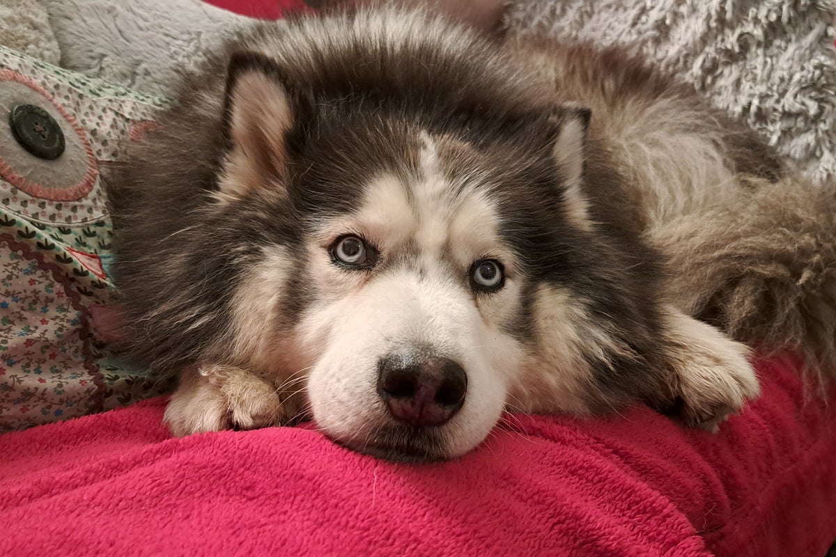 When the world feels uncertain, we always have dogs | The Independent