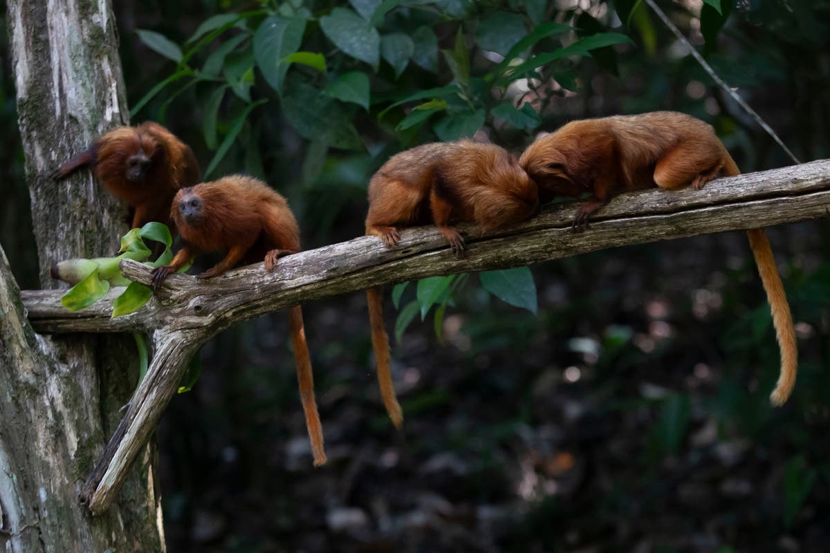 Saving Brazil's golden monkey, one green corridor at a time | The ...