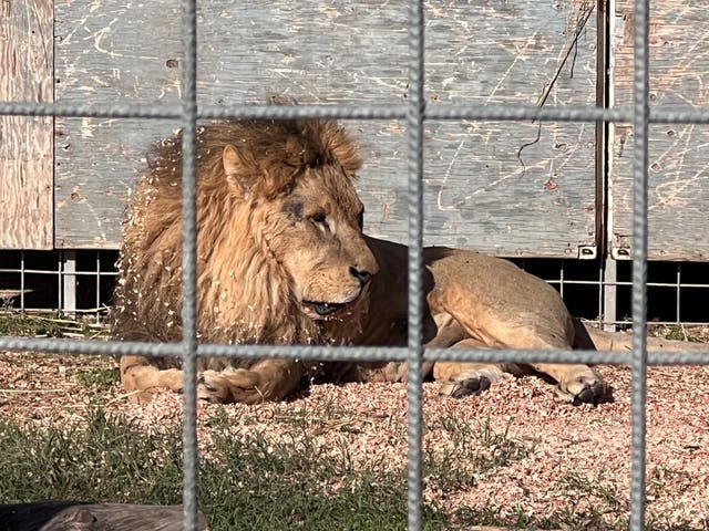 Escaped lion enjoys rest after night out in Italian town as circus ...