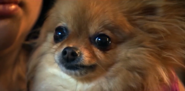 Missing pomeranian Princess reunited with family five years after ...