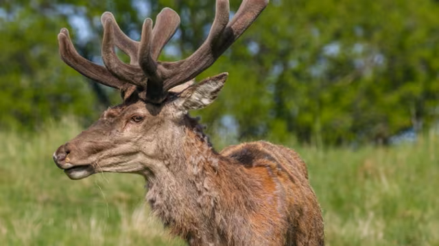 What is the ‘Zombie’ disease impacting the US deer population | The ...