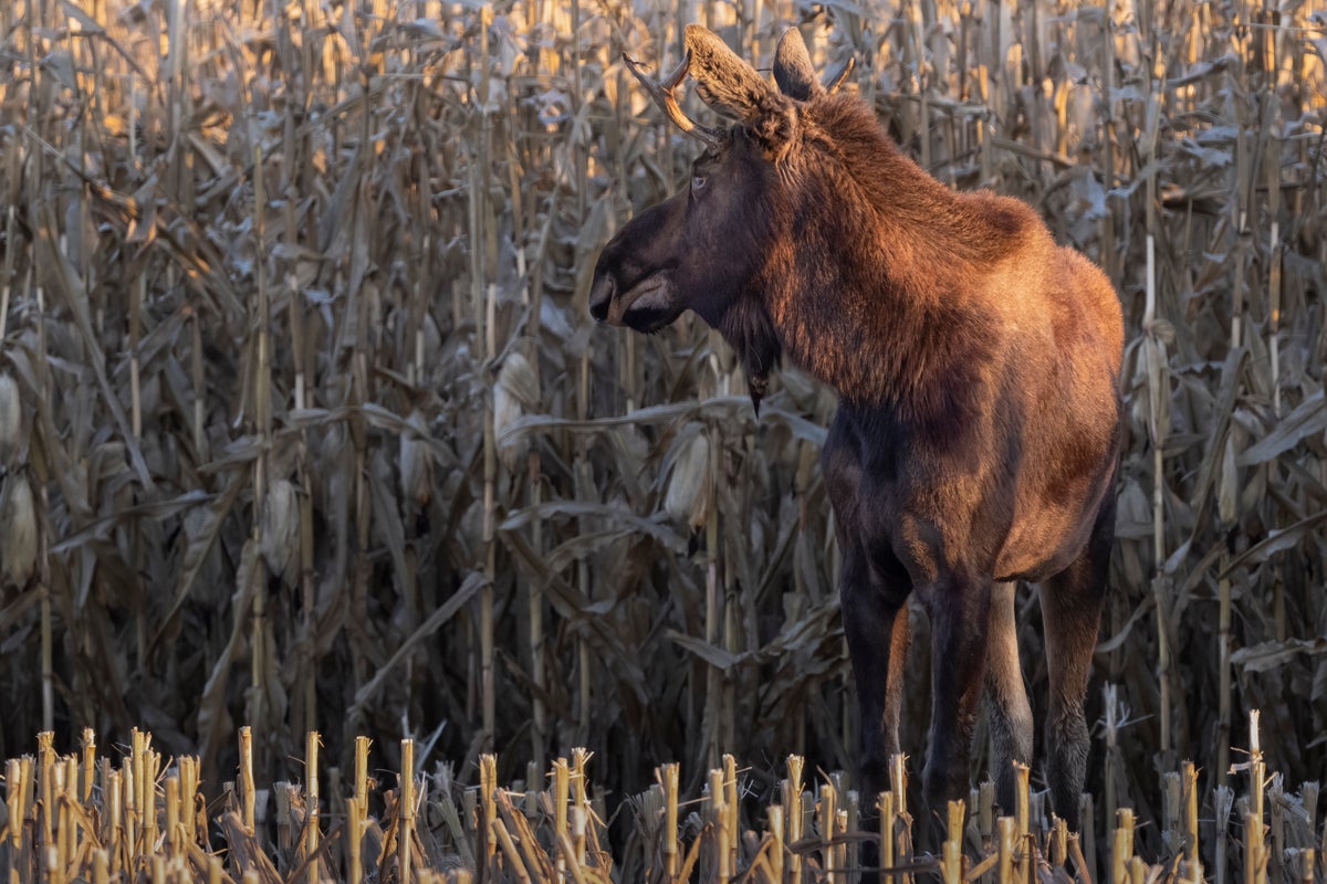 The journey of Minnesota's Rutt the moose is tracked by a herd of fans ...