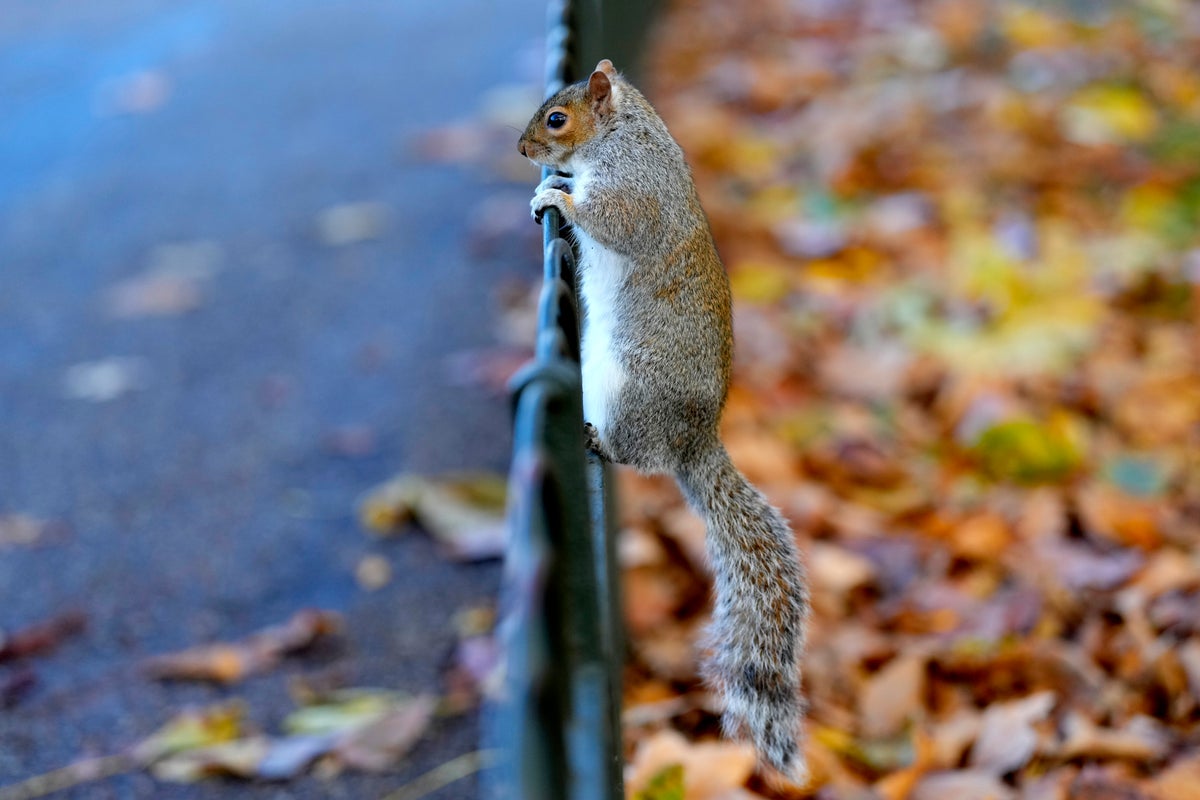 Japanese city to cull squirrels as they damage ancient wooden buildings ...