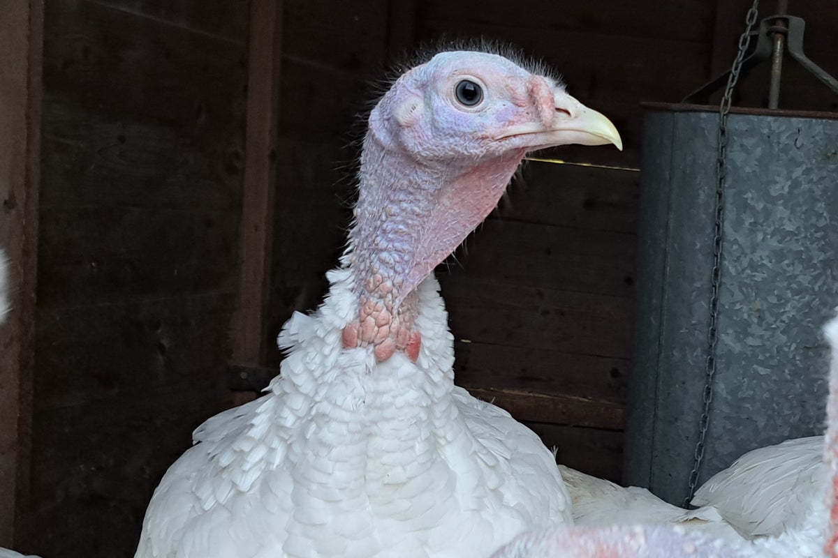 I had a disturbing dream about a turkey – and now Christmas is ruined ...