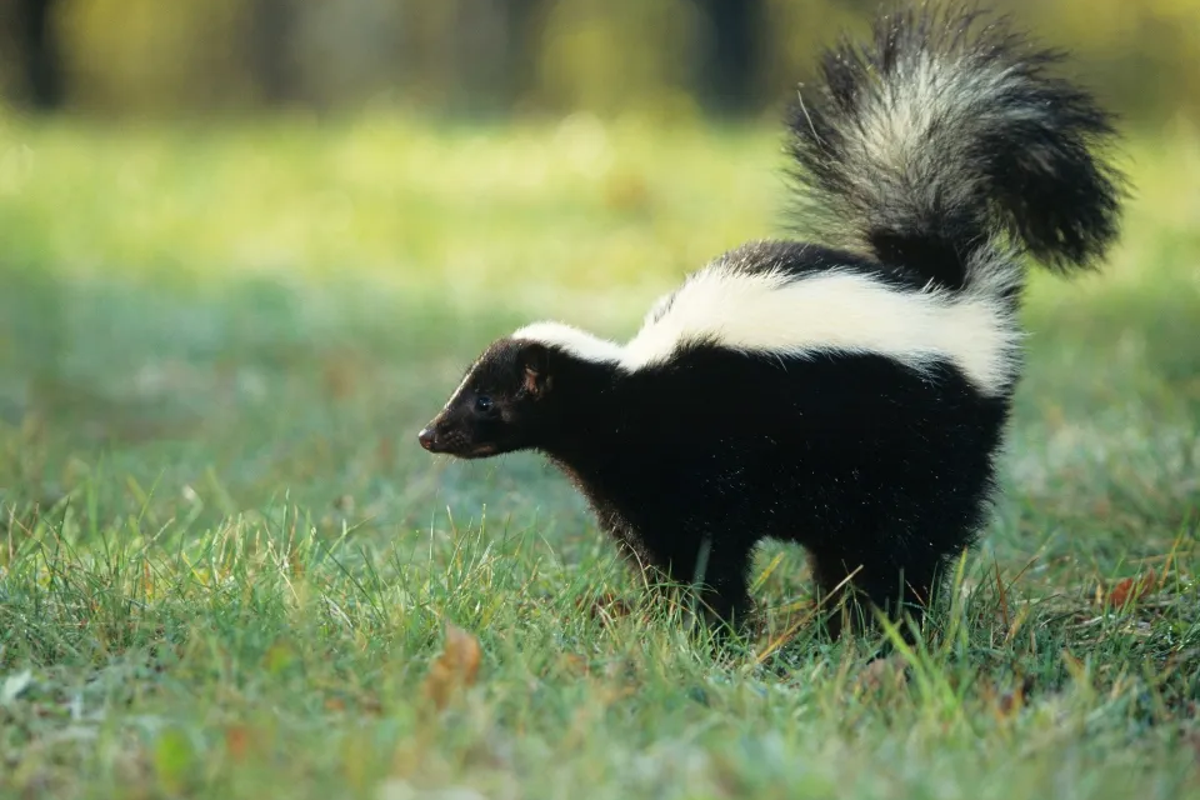 What a stinking mess! Pet skunks spark rabies scare | The Independent