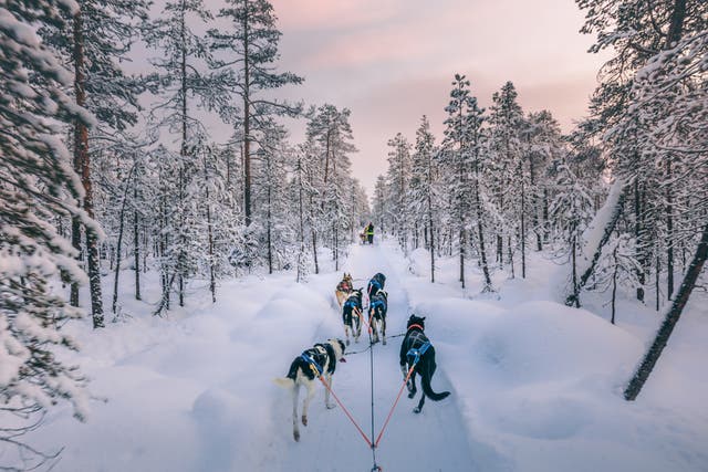 11 of the best things to do in Lapland in 2024 | The Independent