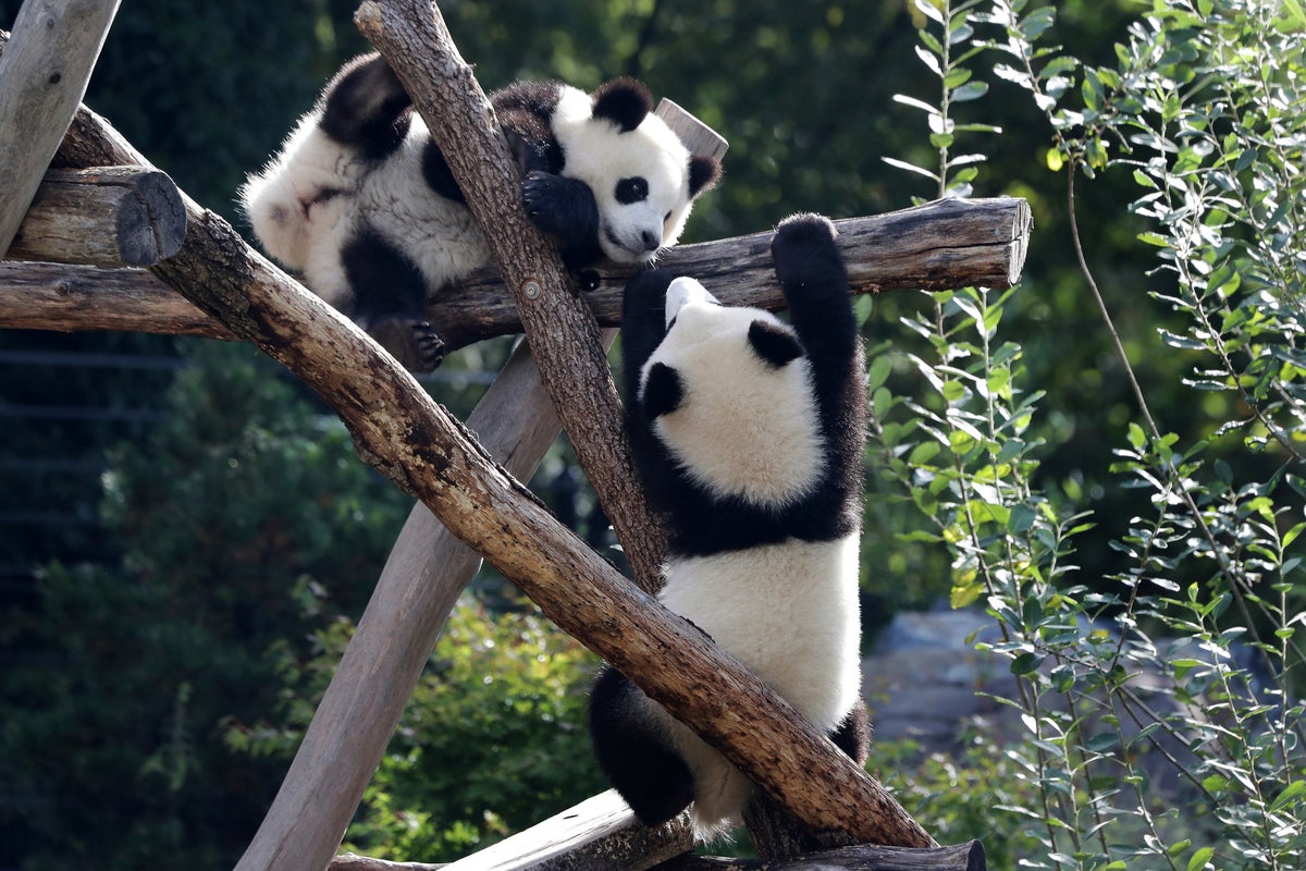 Berlin Zoo sends the first giant pandas born in Germany to China | The ...
