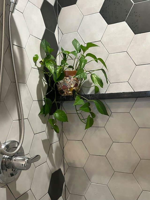 Why growing plants in your shower is a good idea | The Independent