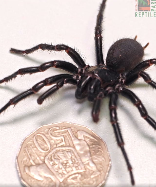Monstrous funnel-web spider ‘Herculese’ breaks record in Australia ...