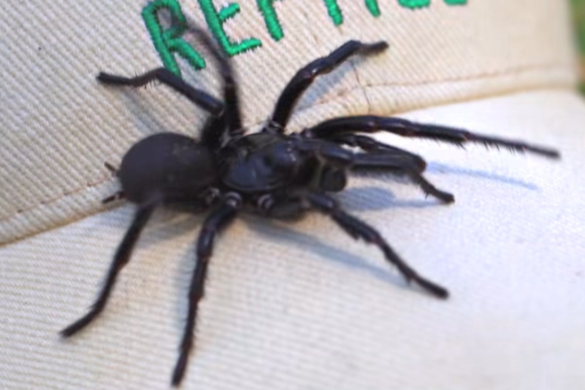 Monstrous funnel-web spider ‘Herculese’ breaks record in Australia ...