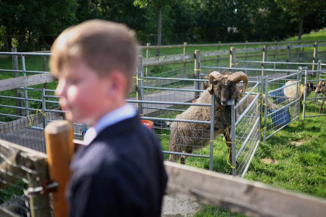 Sheep-shearing school promises greener pastures to children of ...