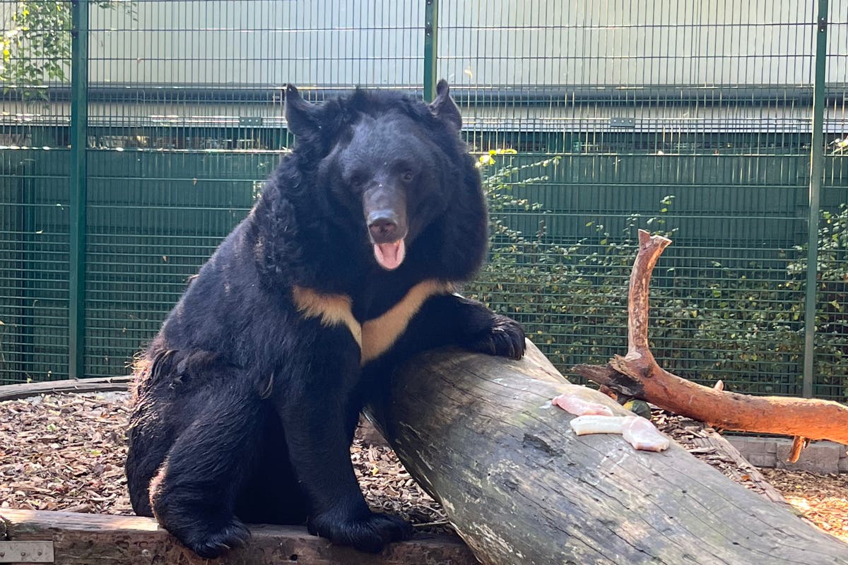 Bear found in abandoned Ukrainian zoo arrives at new home in Scotland ...