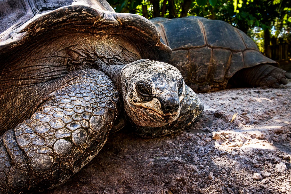Mystery as bodies of seven giant tortoises found hidden in Devon ...