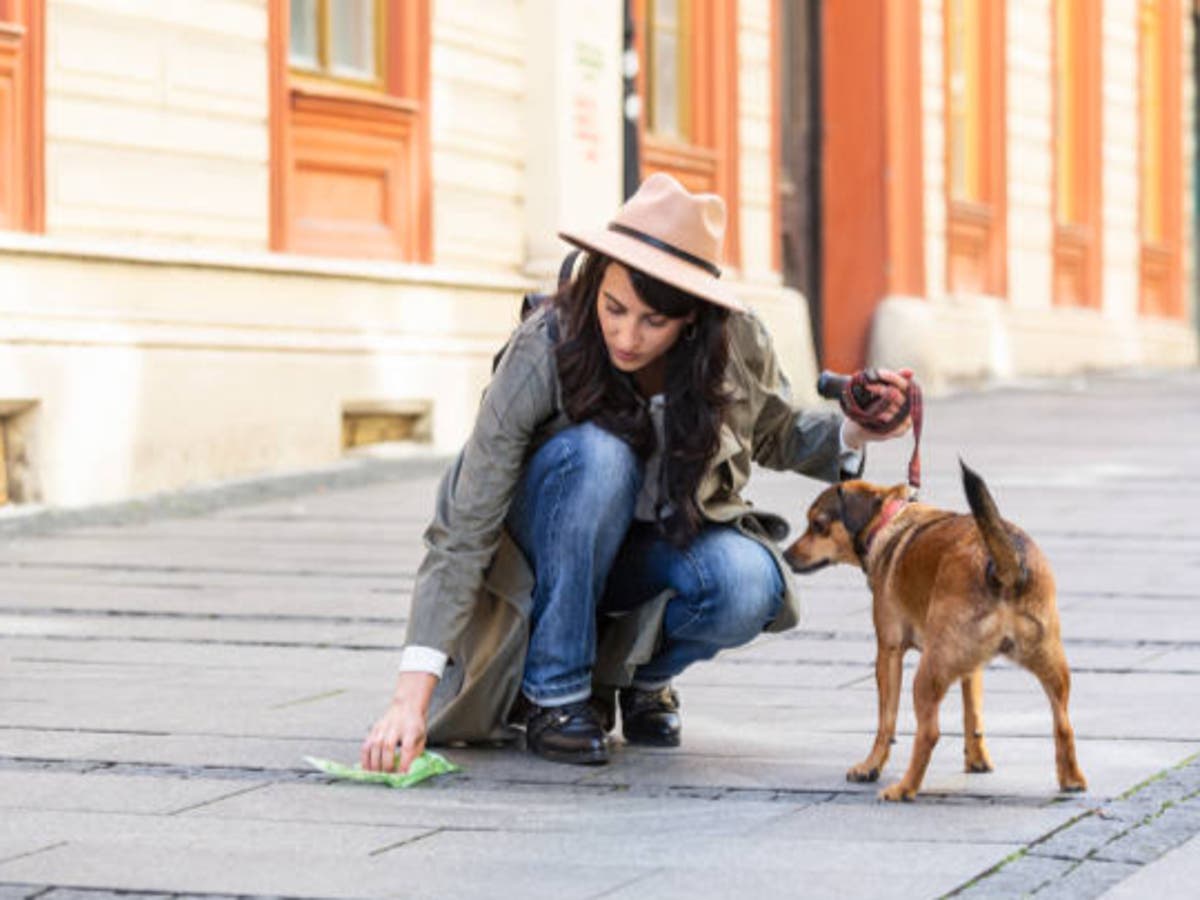 DNA tests launched in Italy to trace dogs that poo in street | The ...