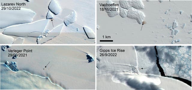 How are emperor penguins surviving on melting ice caps? Bird poop ...