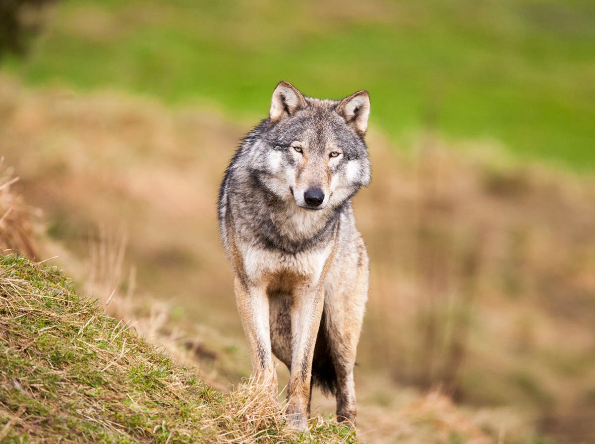 Wolves at a Dutch national park legally allowed to be shot with ...