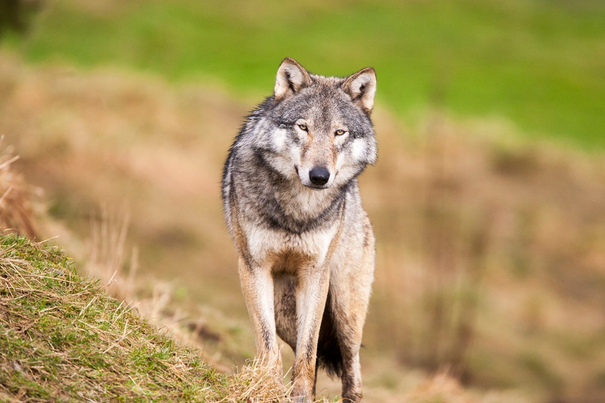 Wolves at a Dutch national park legally allowed to be shot with ...
