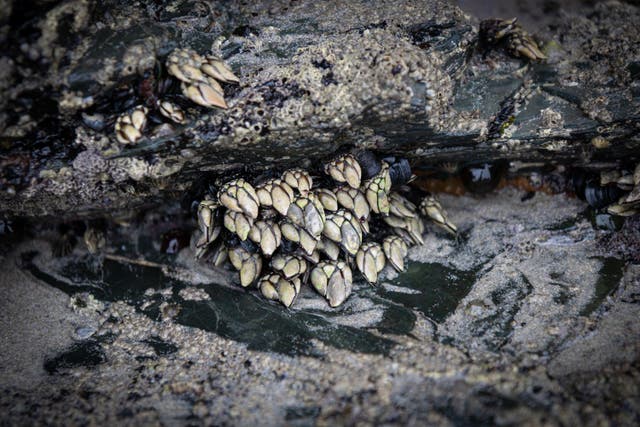 Percebes: David Beckham seen tucking into rare alien-looking delicacy ...