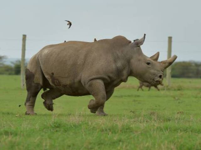 First rhino IVF pregnancy could save endangered northern white from ...