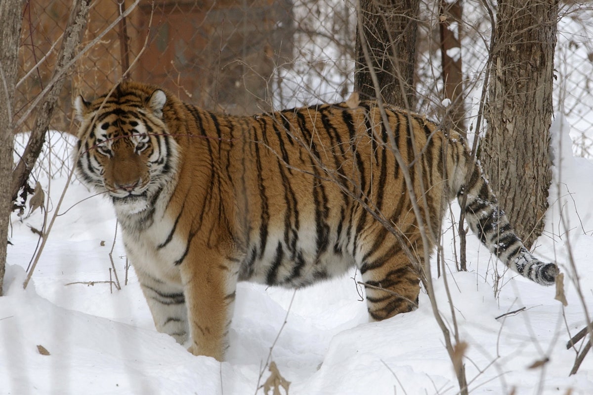 Tiger species saved by Putin on rampage in Russia after spate of ...