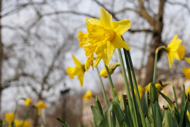 The best forests and gardens in the UK to see spring flowers | The ...