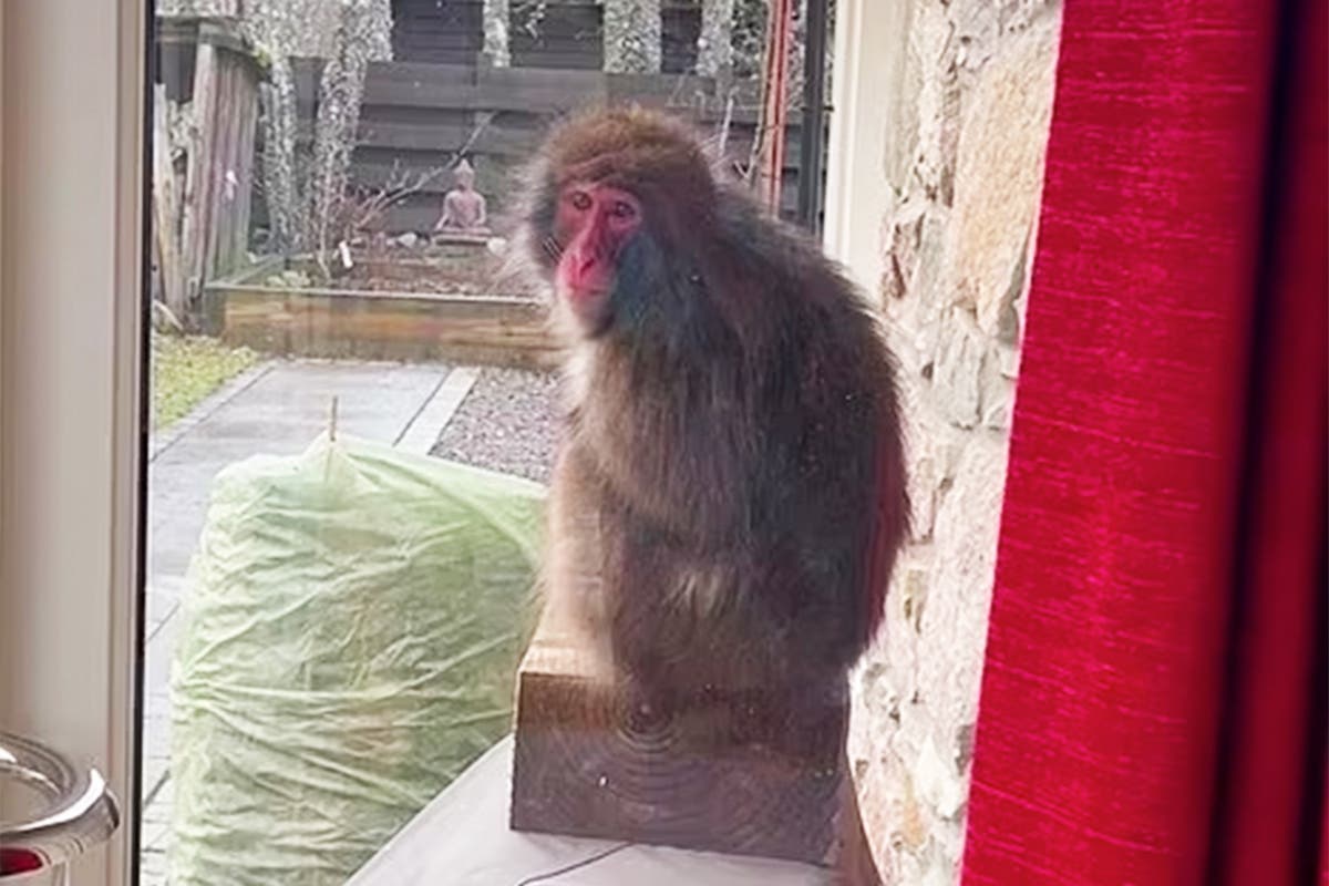 Scottish monkey escape – live: Woman’s leftover Yorkshire pudding lures ...