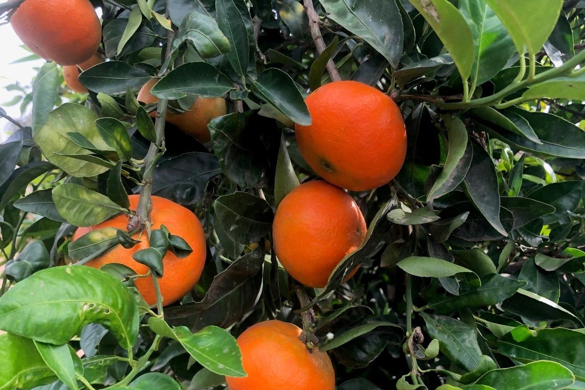 Supermarket launches new hybrid fruit in response to drop in satsuma ...