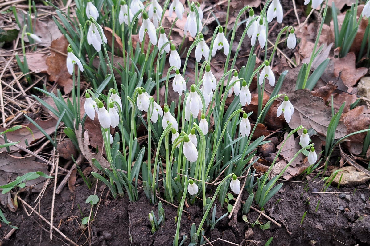 The first snowdrop of the season brings hope of spring | The Independent