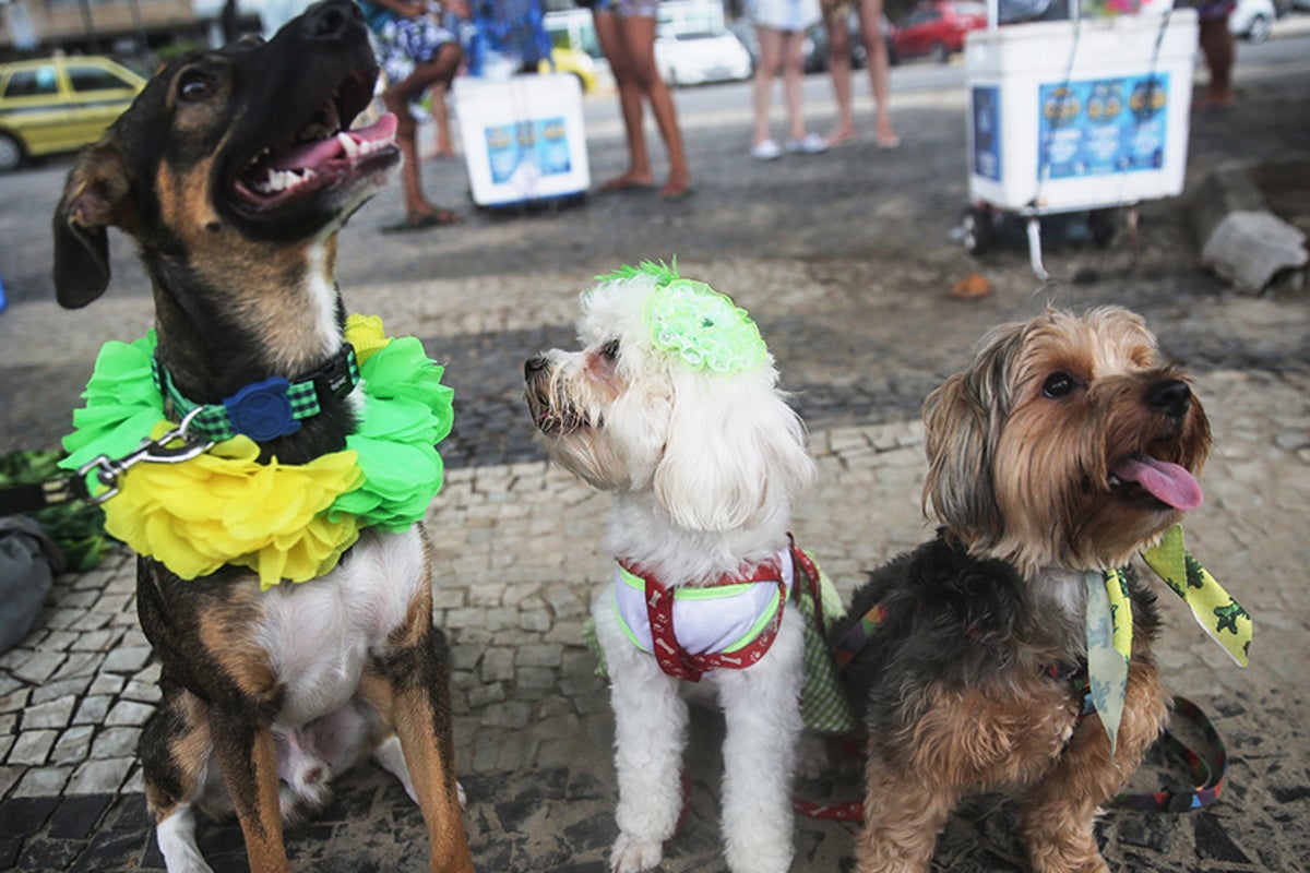 Watch: Dogs take spotlight at Brazilian carnival parade honouring pets ...