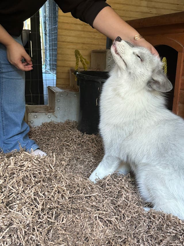 Woman who welcomed eight foxes into her home now uses them as therapy ...