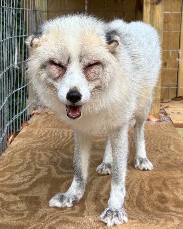 Woman who welcomed eight foxes into her home now uses them as therapy ...