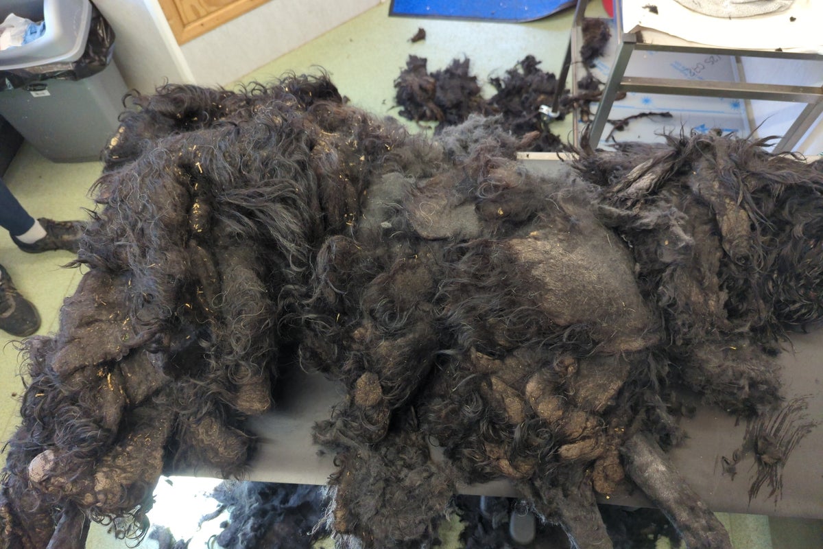 Russian Terrier covered in 17lbs of matted filthy hair after owner ...