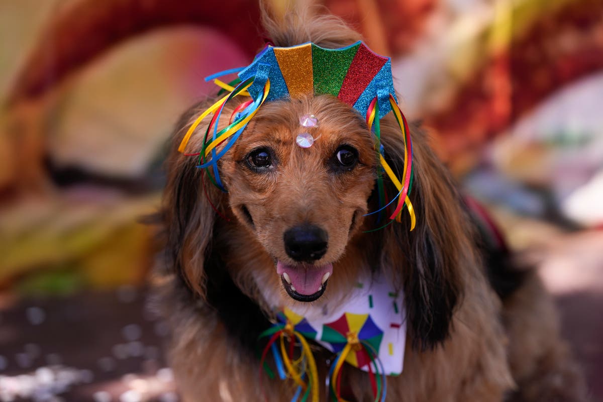 Dogs in glittery costumes parade in Rio de Janeiro as pet lovers kick ...